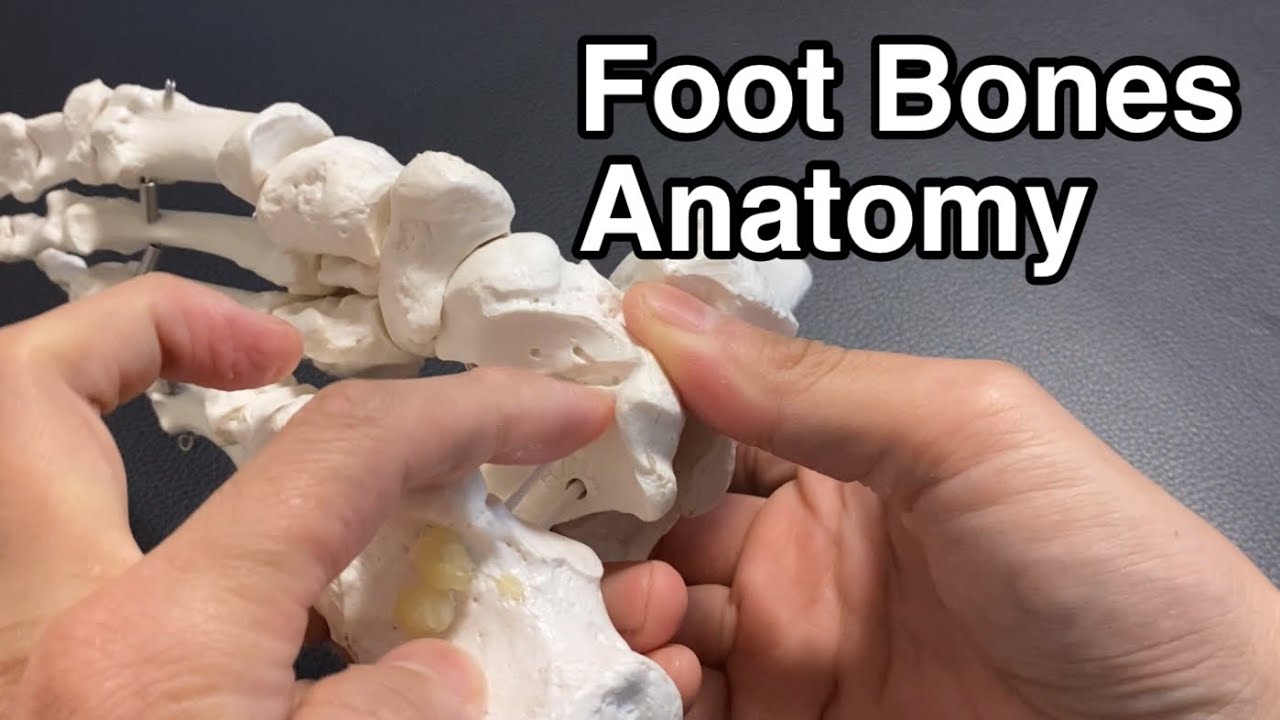 Basic anatomy of foot bones - YouTube
