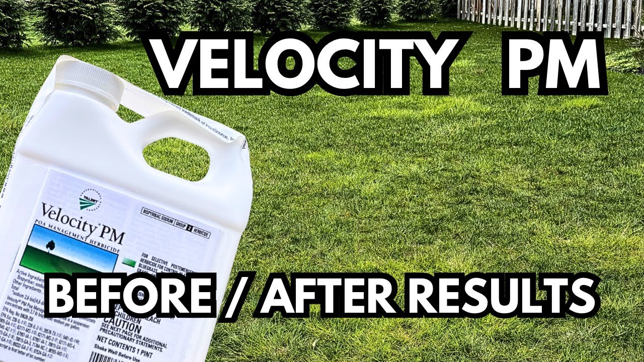 Velocity PM Herbicide: Watch Poa Annua & Poa Trivialis Vanish! | Before ...