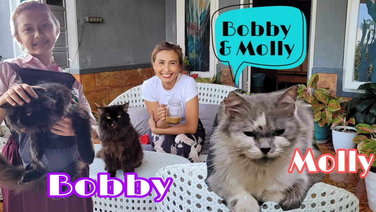 My beautiful cat's Bobby & Molly. Kucing kucingku yang cantik dan lucu ...