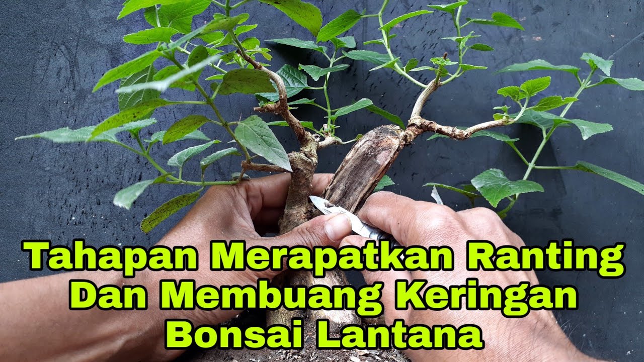 Tahapan Merapatkan Ranting Bonsai Lantana Dan Membuang Keringan Yang ...