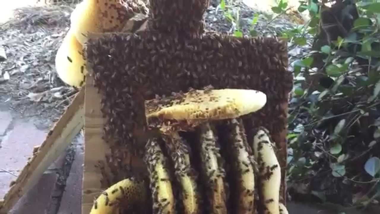 beehive and bee removal Los Angeles - YouTube