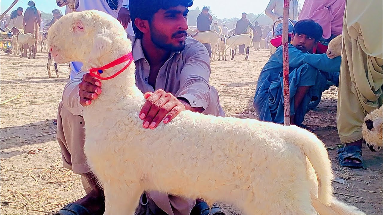 September 22 2024 | Nari farm Mandi Rate down - YouTube