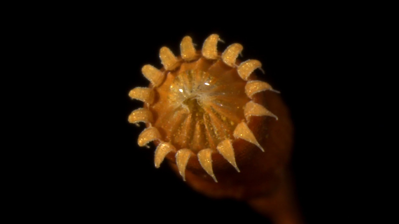 Hygroscopic movements of the peristome in a moss - YouTube