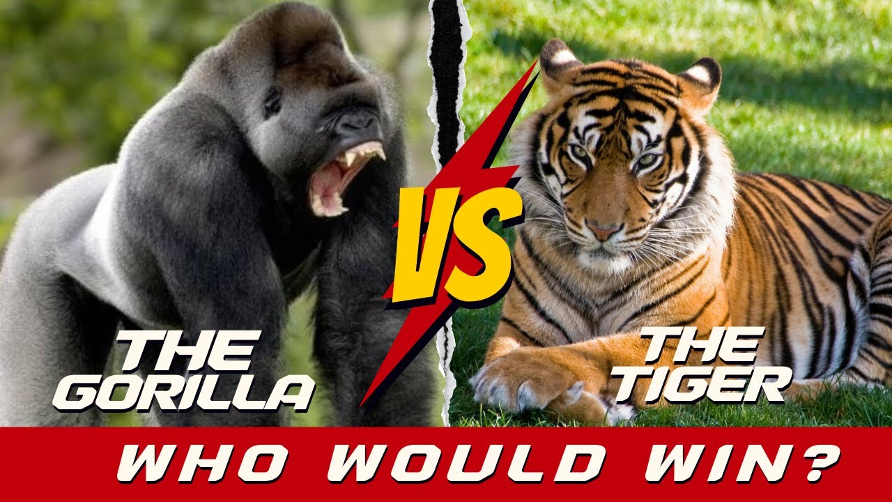 Jungle Giants War | Tiger vs Gorilla | Who Would Win in This Fierce ...