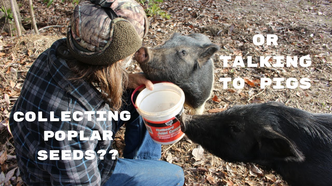 Pigs! Gotta LOVE Them! ~~~Collecting Poplar Seeds - YouTube