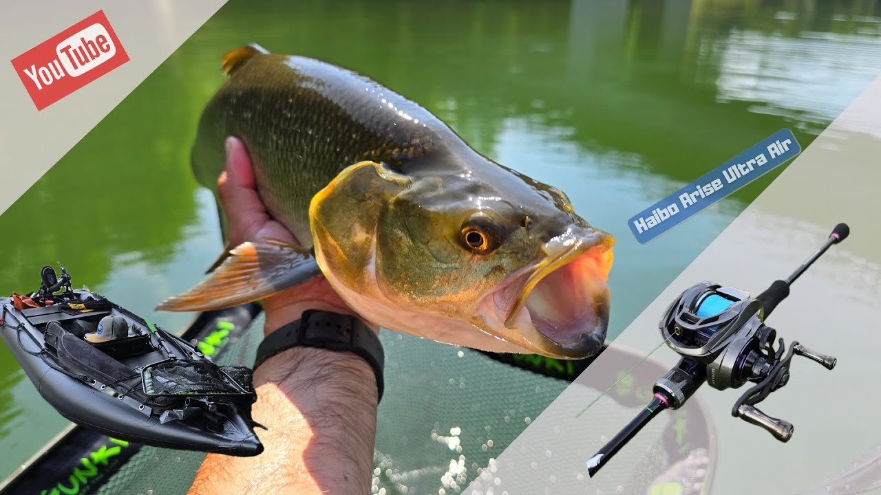 ASP fishing with new Haibo Arise Ultra Air and AG Venom casting rod ...
