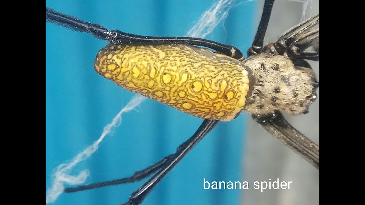 Banana spider..... Amazing patience - YouTube