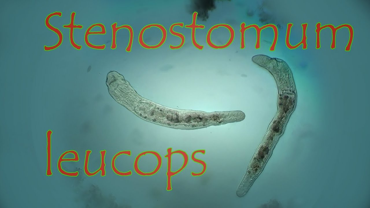 Stenostomum leucops - YouTube