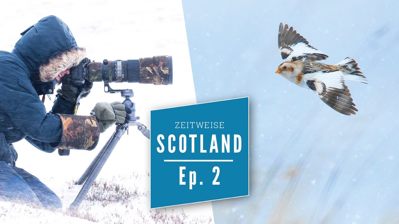 BIRD PHOTOGRAPHY in Scotland | Wildlife Photography behind the scenes ...