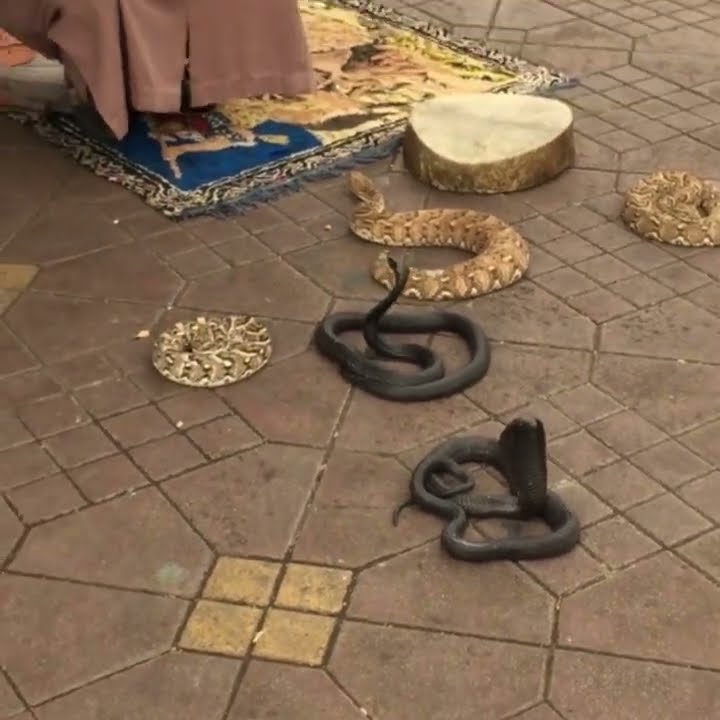 King cobra snake flutist , Morocco - YouTube