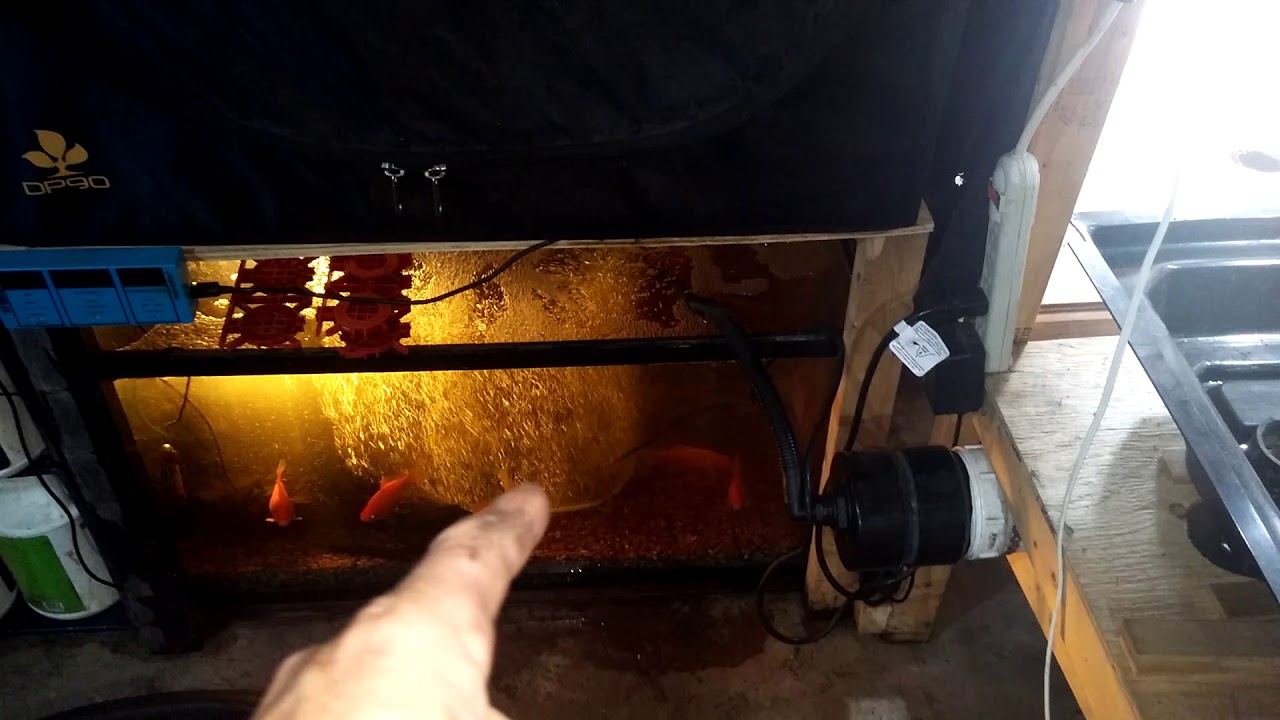 Change Time Growing Medical Cannabis with fish Aquaponics - YouTube