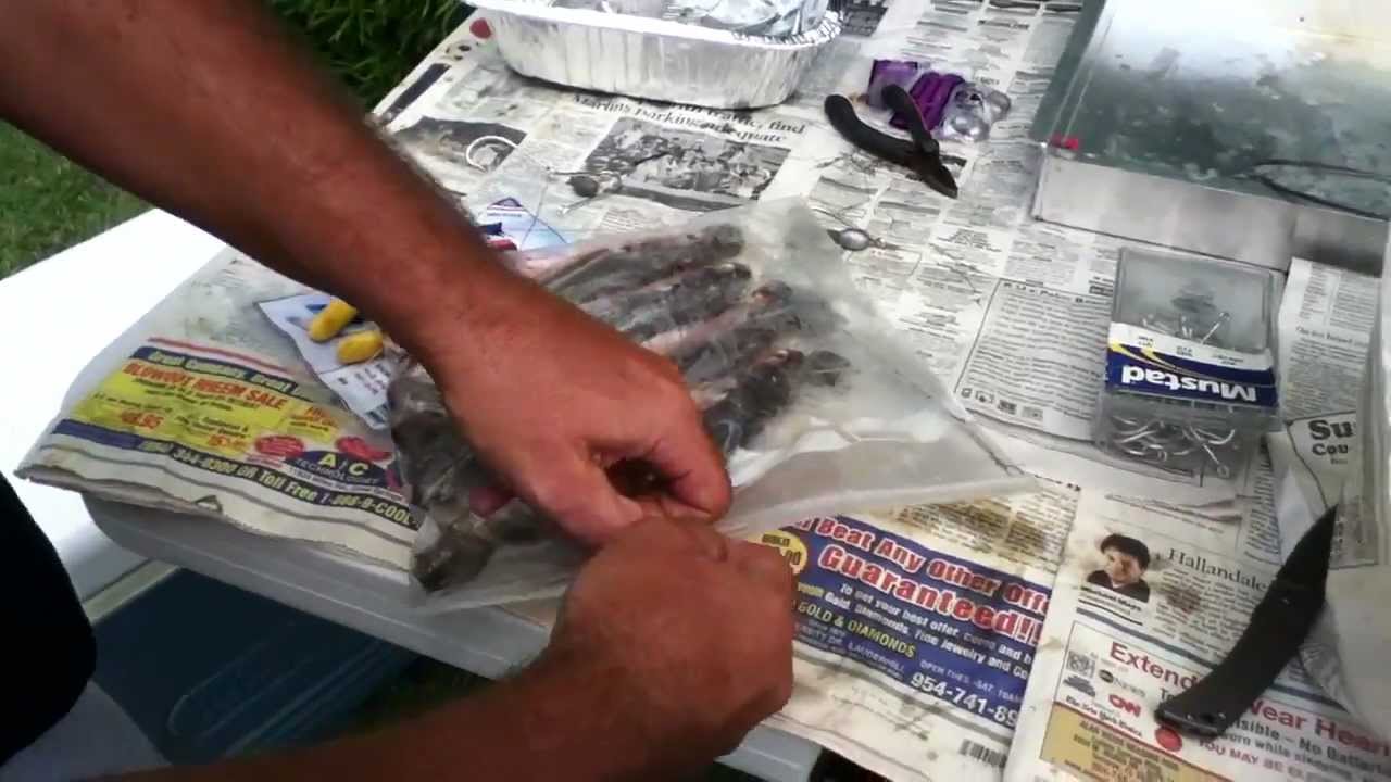 Learn Offshore Fishing - Split Tail Mullet - YouTube