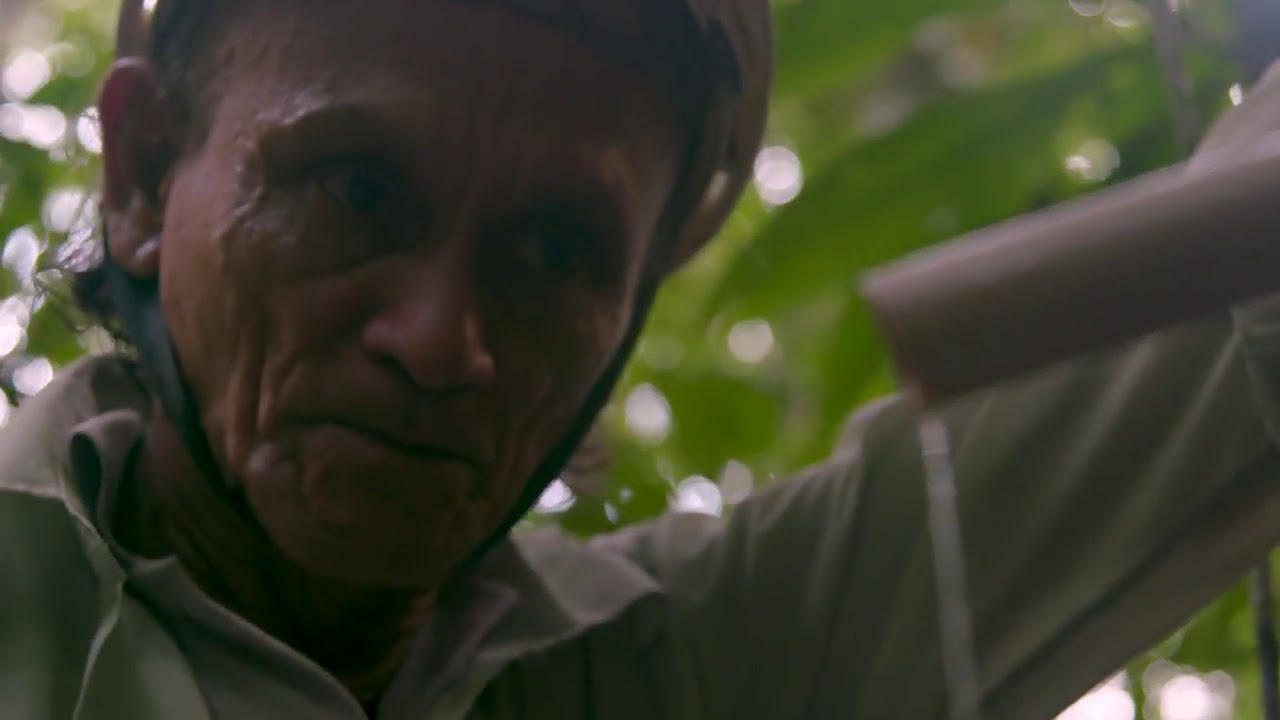 Obtención de Copaiba desde la árbol Copaifera reticulata. - YouTube