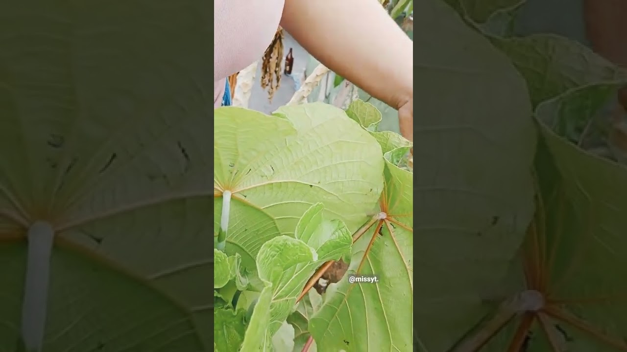 my macaranga or binunga tree #tree #plants #rooftopgarden heart shape ...