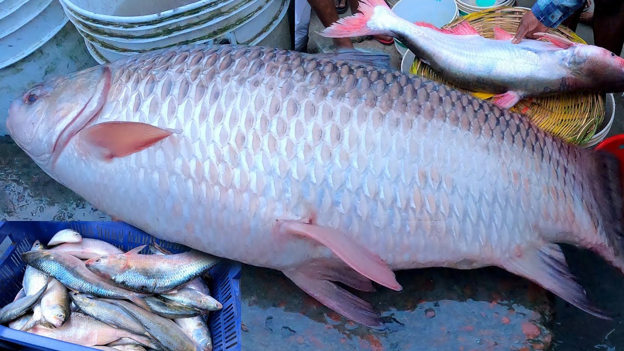 পদ্মার বিরাট রুই মাছ | ইলিশ মাছ ও পাঙ্গাস মাছের পাইকারি মূল্য দেখুন ...