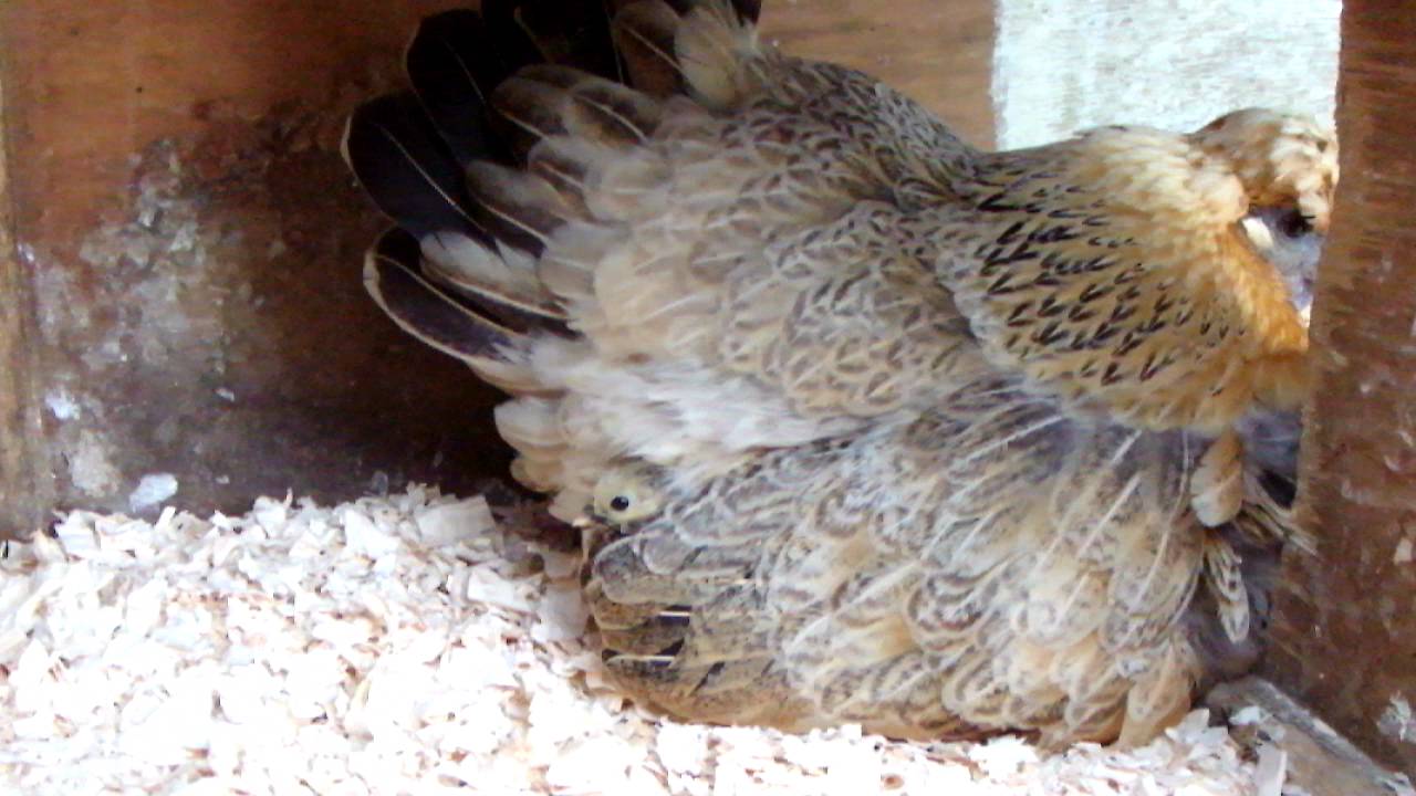 Broody Goldtop hen with Sebright chicks. - YouTube