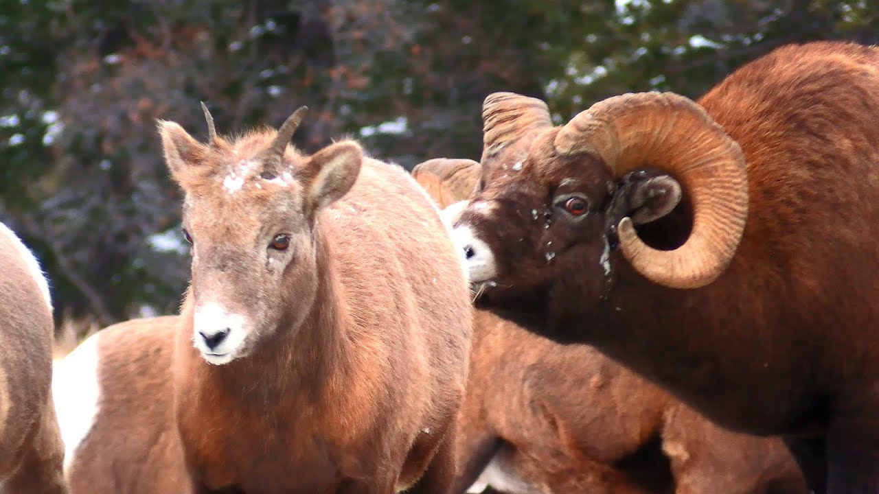 Big Rams Tolerate Each Other in the Beginning of Bighorn Mating Season ...