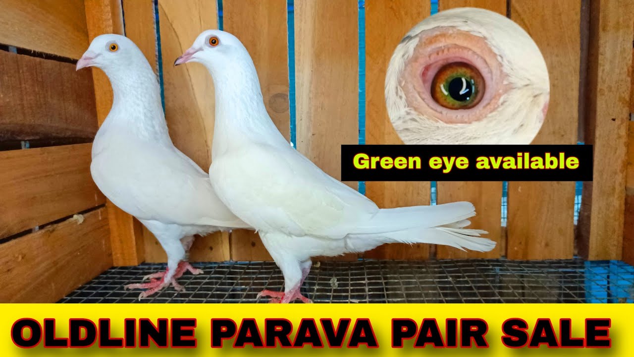 Green Eye parava sale | old line pair available | 2000 pair ...