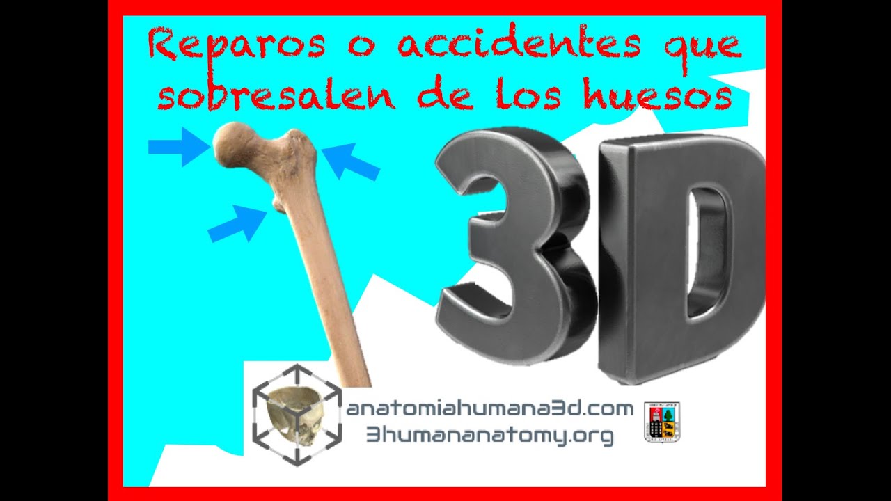 Introducción a la anatomía: Reparos o accidentes que sobresalen en los ...