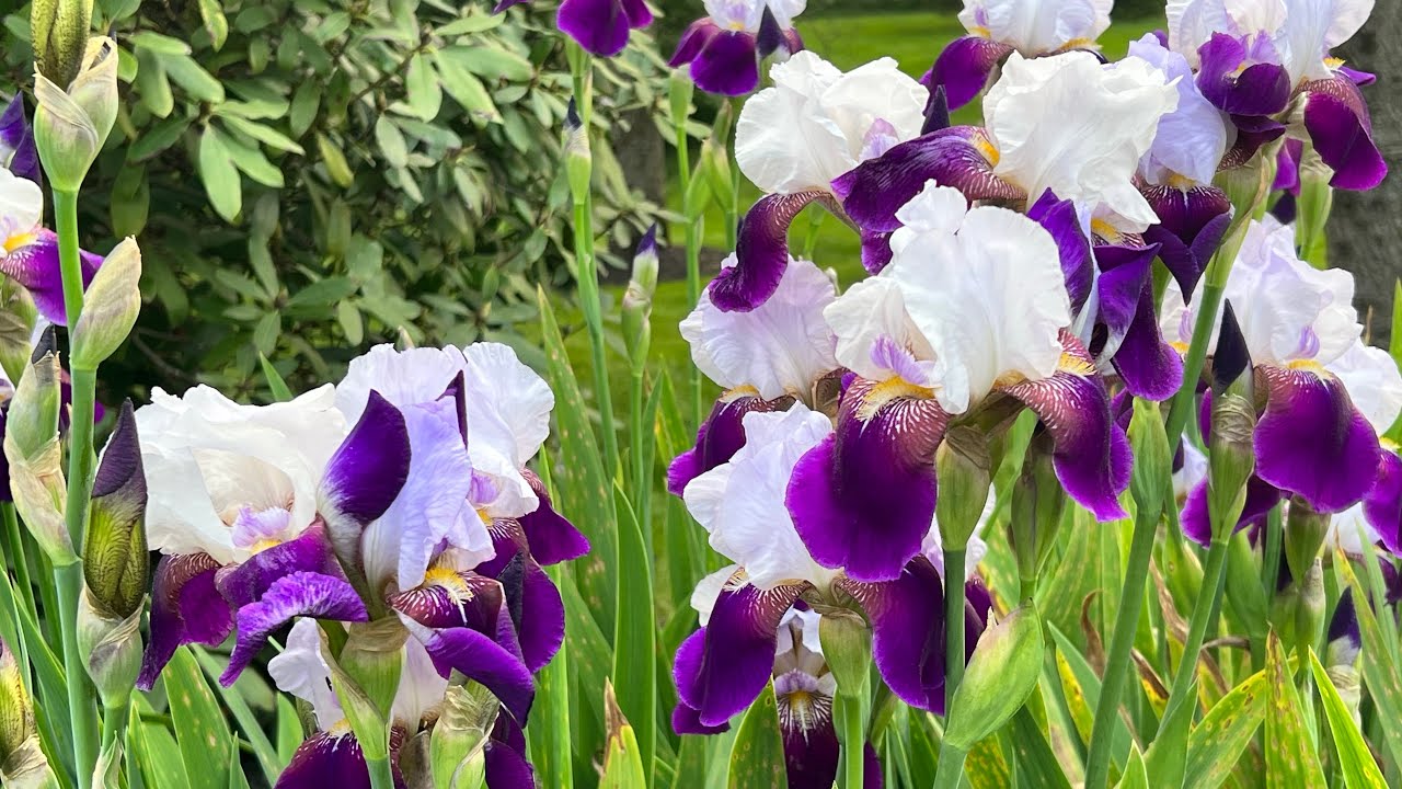 How to grow and transplant the Bearded Irish lilies - YouTube