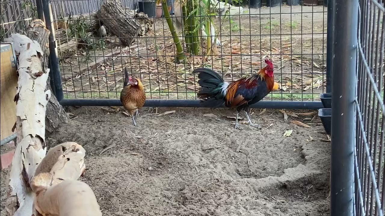 Qaib Qus qua zoo Red Jungle Fowl - YouTube