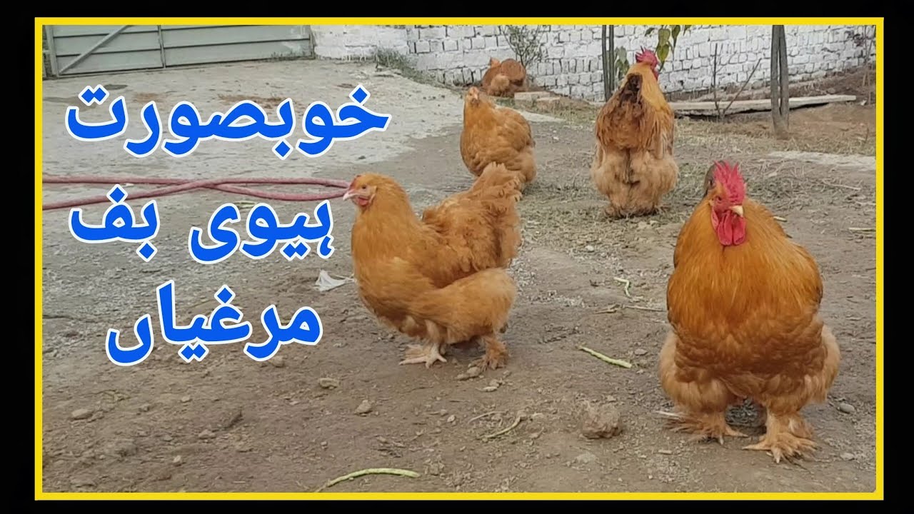 Heavy Buff Hens | Hens | Beautiful Hens #Heavybuff #Buff #Hens # ...