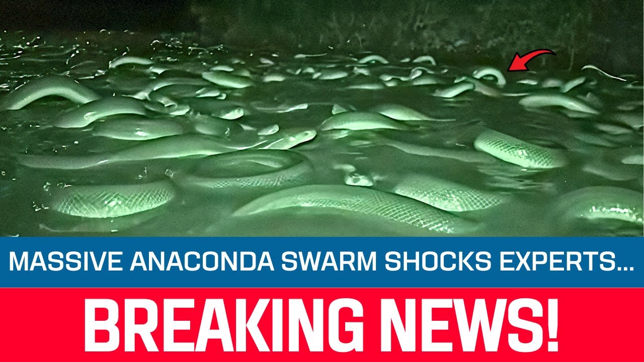 Fear Spread Online After Night Camera Filmed Giant Anacondas Surging ...