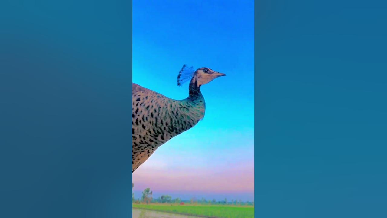 Peacock Youtube