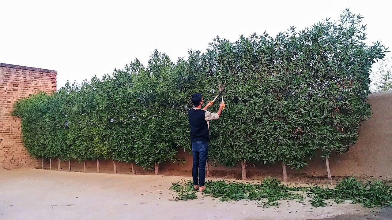 How to Trim a Conocarpus Hedge | Erfaan's Landscaping # ...