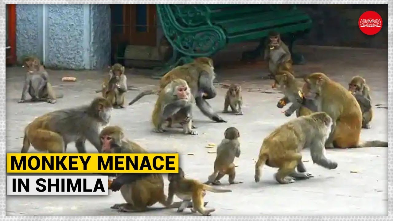 Shimla's infamous monkey menace: The growing problem of food-snatching ...