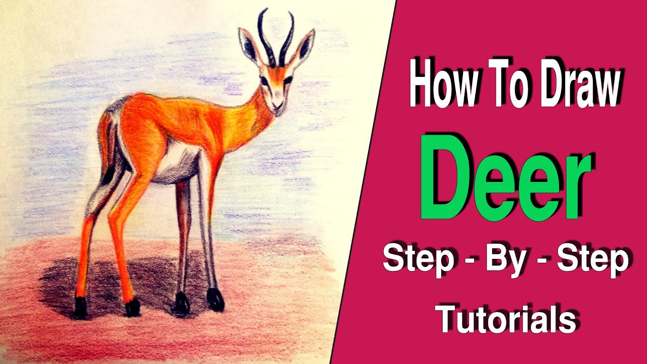 How To Draw a Deer ( Impala) Step by Step - YouTube
