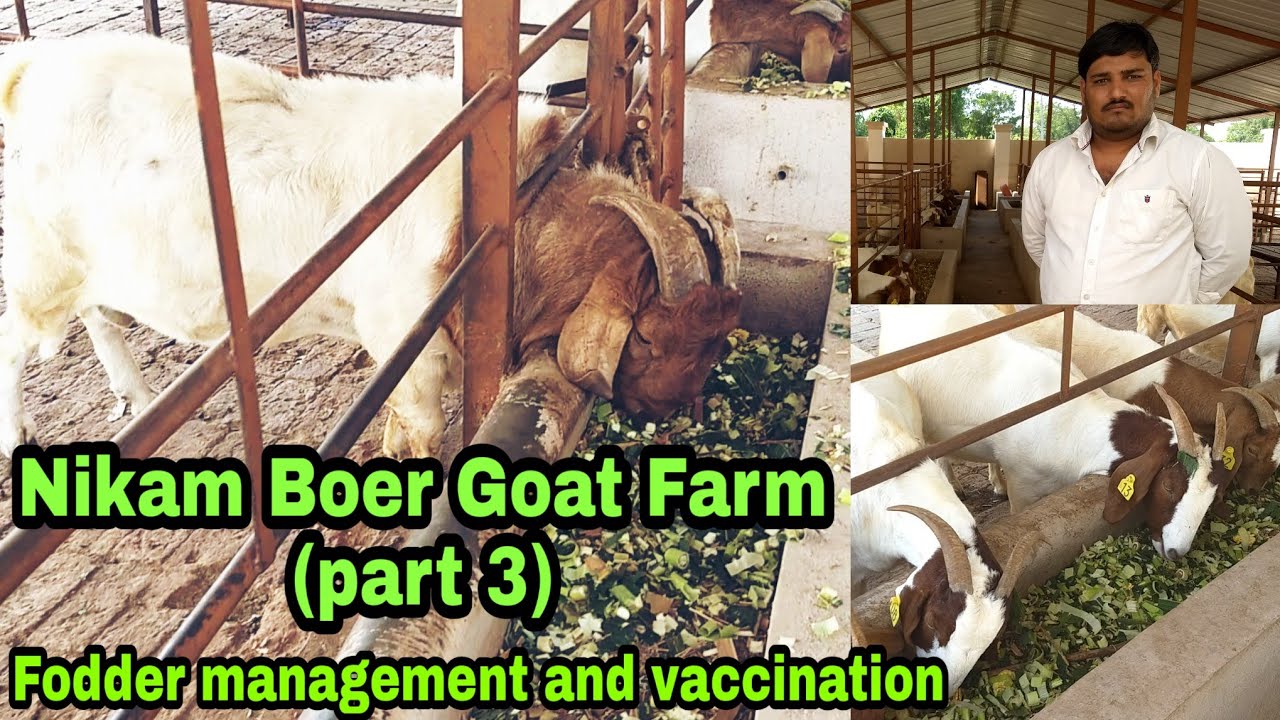 Nikam Boer Goat Farm | चारा व्यवस्थापन And Vaccination explained by ...