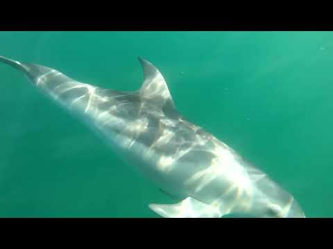 Camila Dorez   Horizon | 2022 Bikini Girls Foreign Music 2022 Bass Boosted Popular Song Girls Models