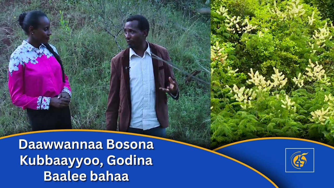 Daawwannaa Bosona Kubbaayyoo, Godina Baalee bahaa - YouTube