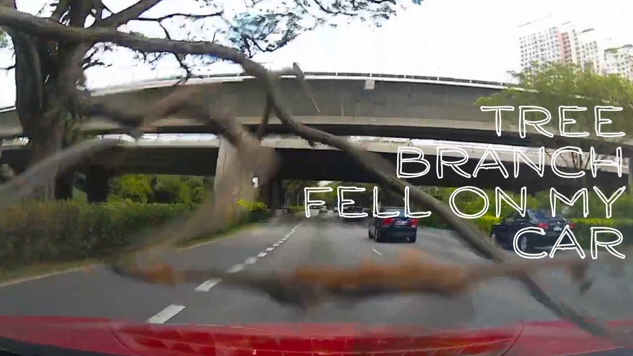 [SG ROAD] Tree Branch Fell on my Car while driving on PIE (Pan Island ...