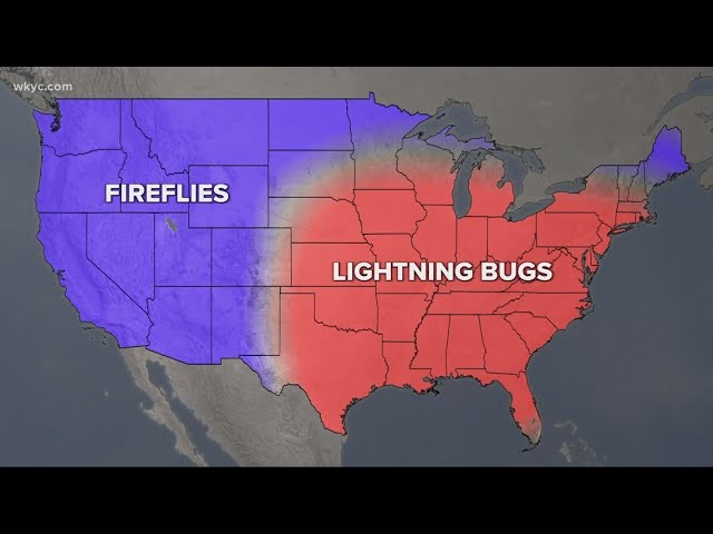 Fireflies In The Us