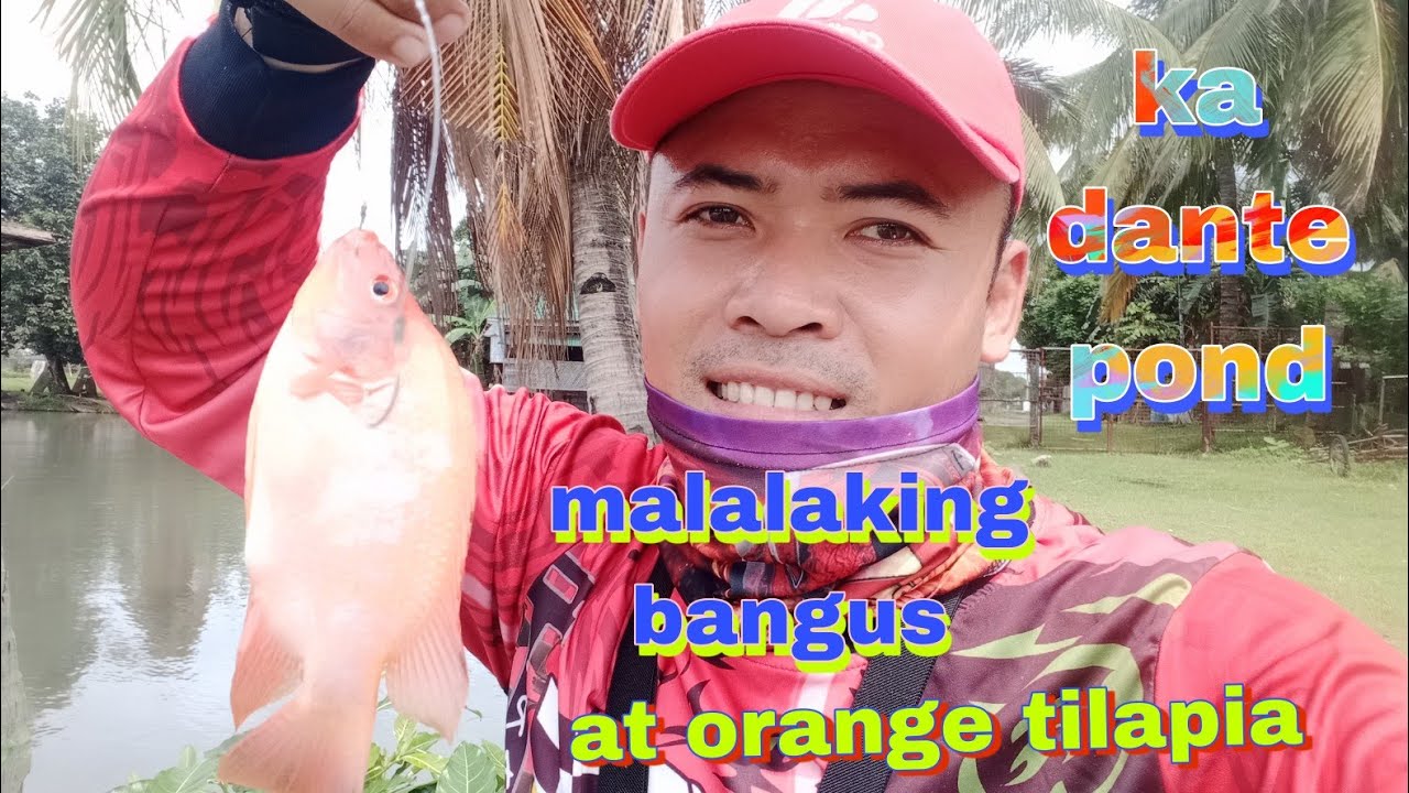 Malalaking bangus at orange tilapia huli,,,/ka dante pond/tagalag ...