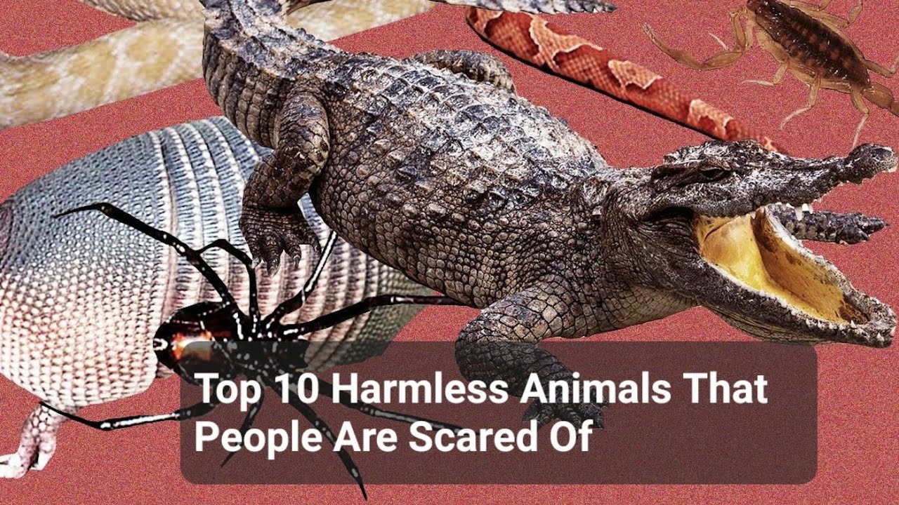Top 10 Harmless Animals that people are scared of - YouTube