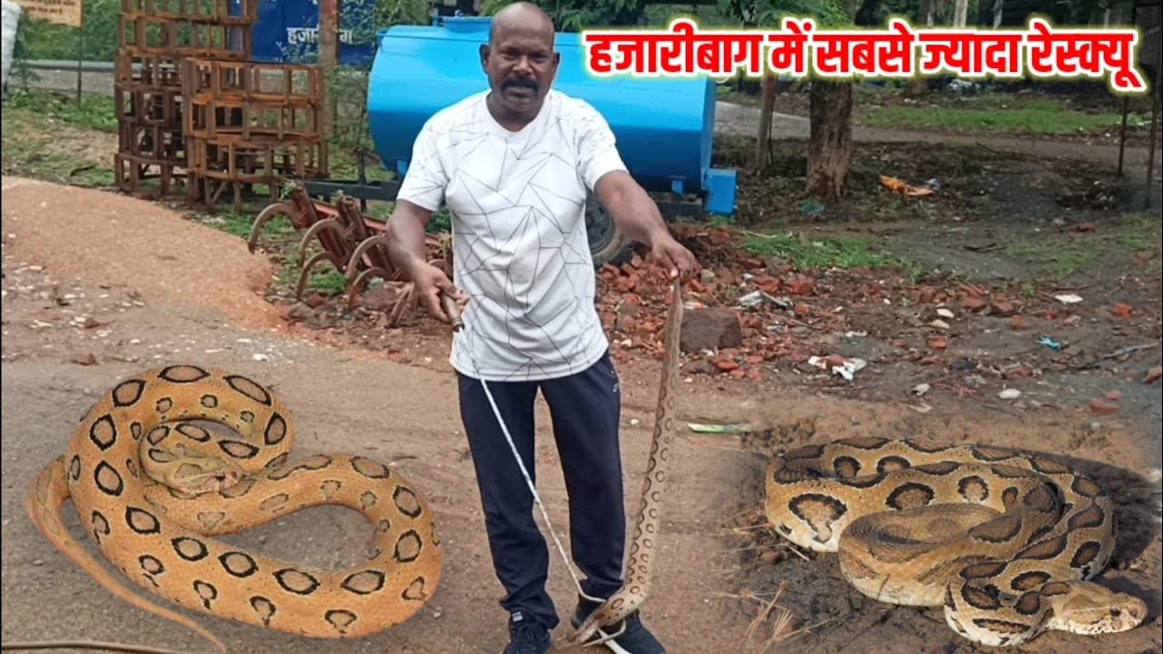 रेस्क्यू के दौरान बाल बाल बचे सांप मित्र M. Gopal Art बाकी देखें वीडियो ...