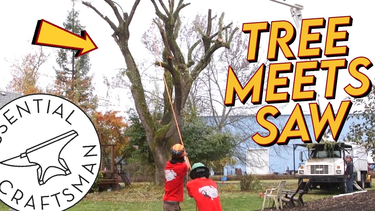 Trimming (MASSACRE) a Large Willow Tree - YouTube