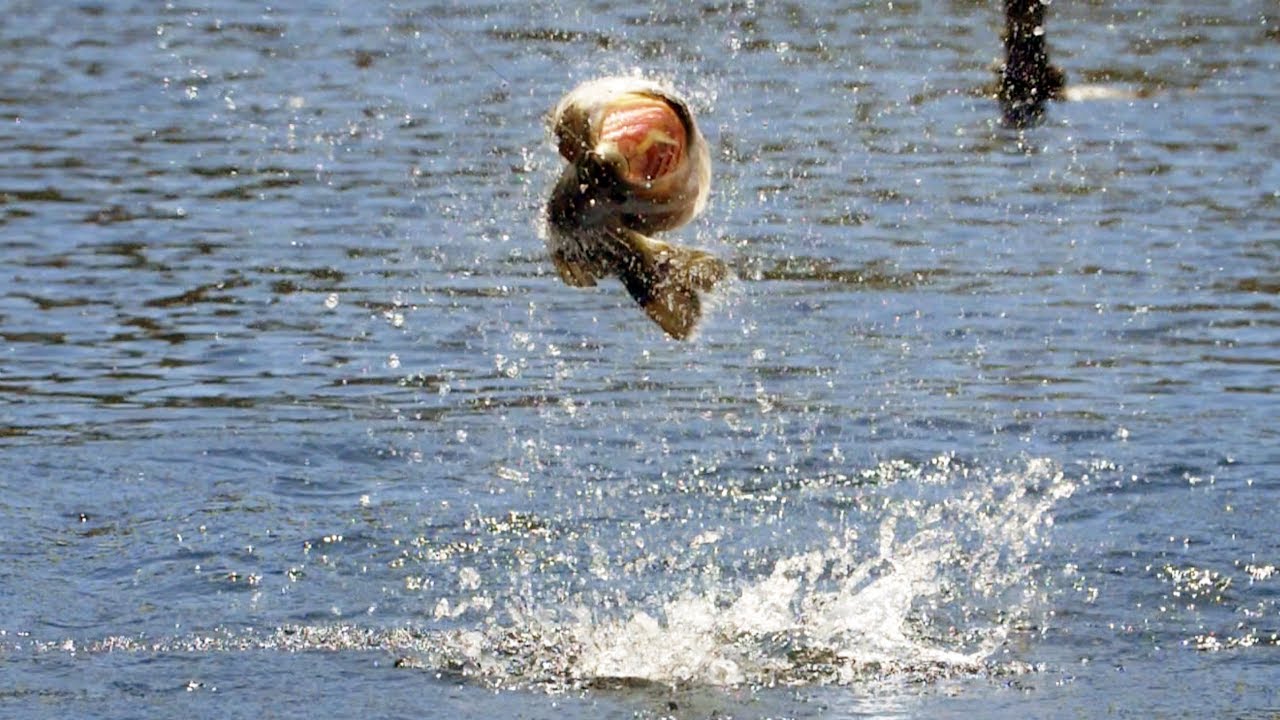 Crazy Frog Fishing Blow Ups! | Teckel Sprinker Frog - YouTube