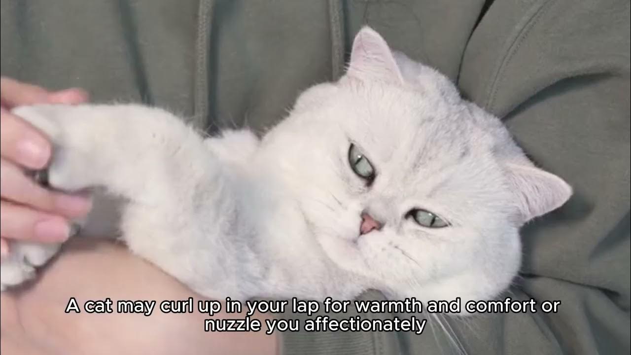 The Timeless Mystery of the Cat's Place in Our Hearts and Homes - YouTube