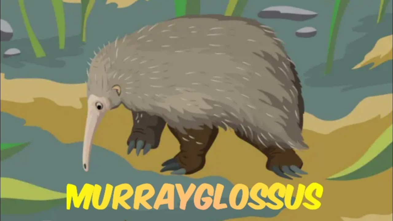 Murrayglossus [PaleoPedias] 2 - YouTube