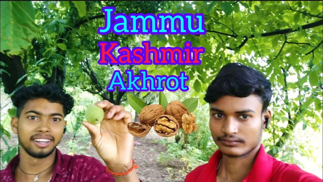 What Does a Walnut Tree look like ? Akroot ki hakikat kya ha Azad ...