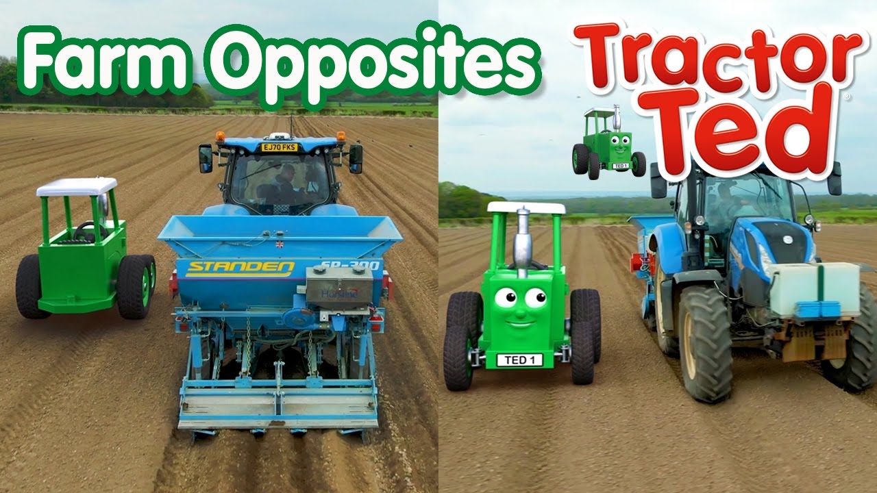 Fun Farm Opposites! ⬆️ ⬇️ | Tractor Ted Clips | Tractor Ted Official ...