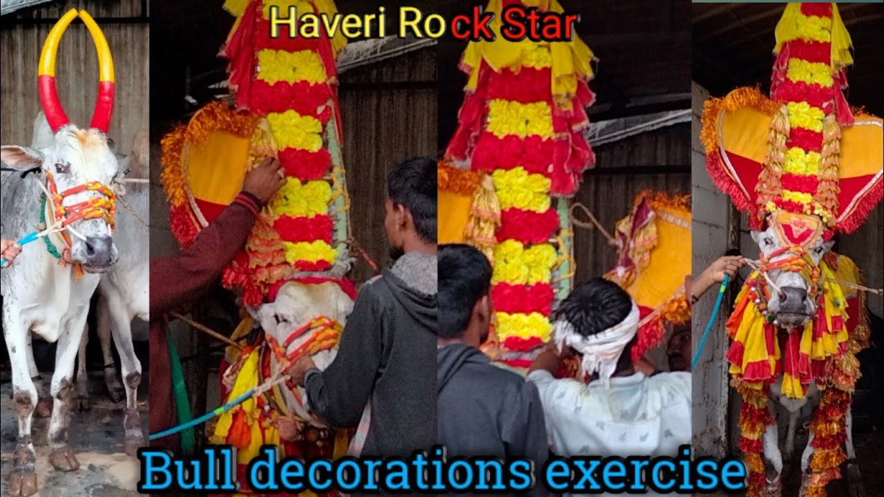 haveri rock star 105 bull decorations exercise video #horihabba # ...