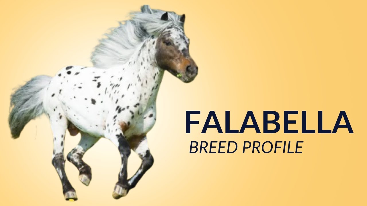 Falabella Horse Breed Profile History - Price - Characteristics ...