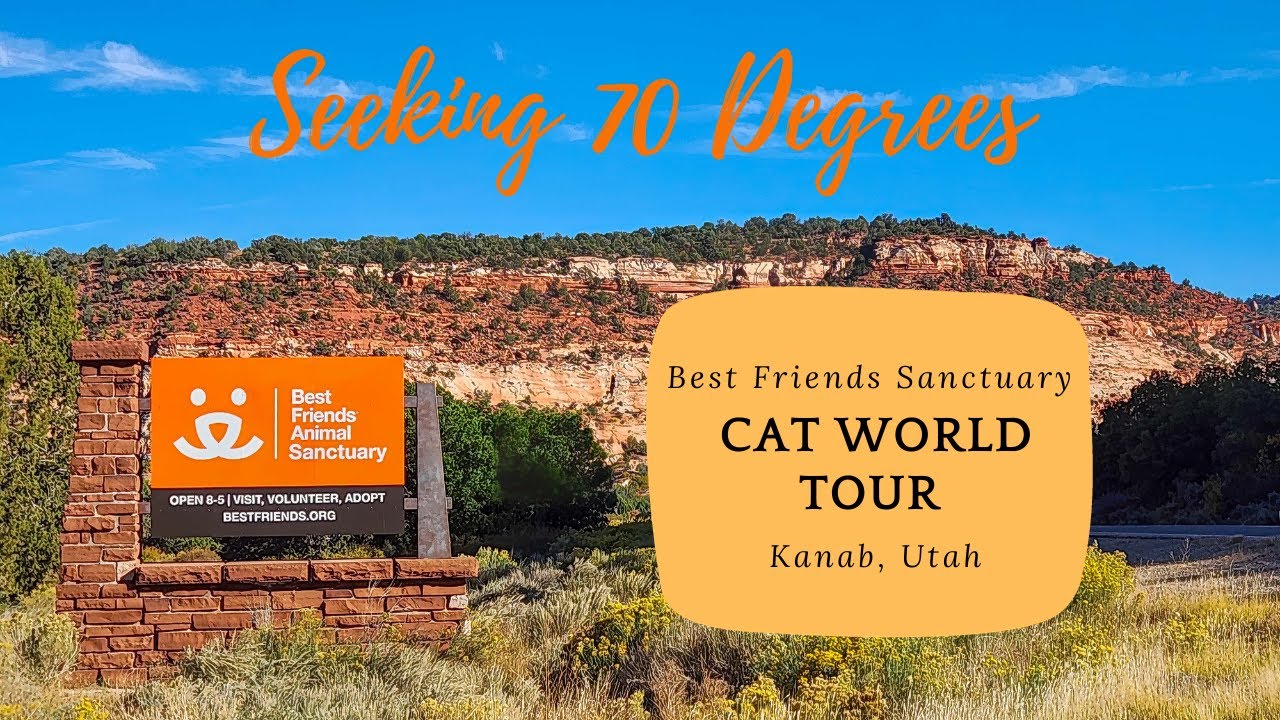 A Cat Lover’s Destination: Tour Cat World at Best Friends Animal ...