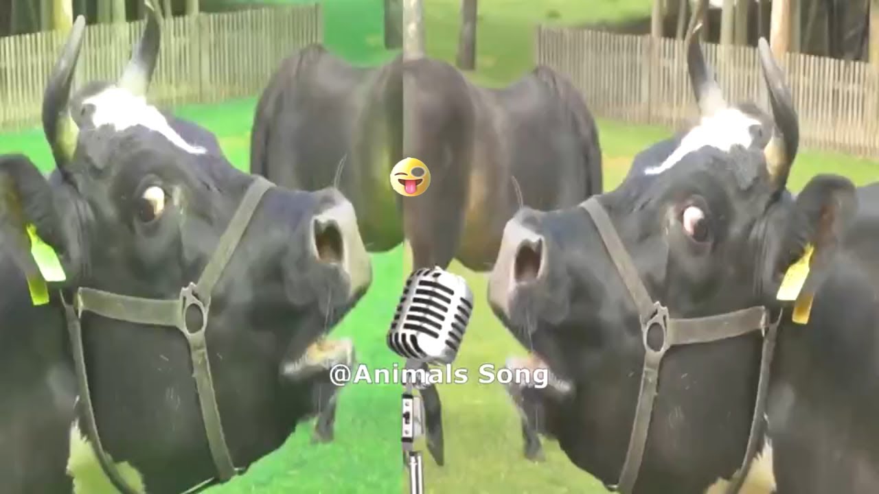 FUNNY COW DANCE 39 | COW SONG & COW FUNNY VIDEOS | COWS MUSIC - YouTube