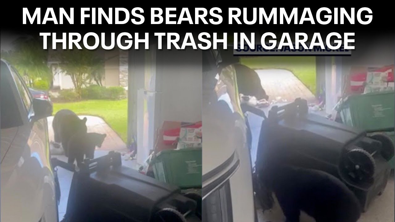 Man finds bears rummaging through trash in garage - YouTube